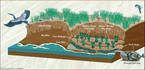 Living Shorelines Initiative